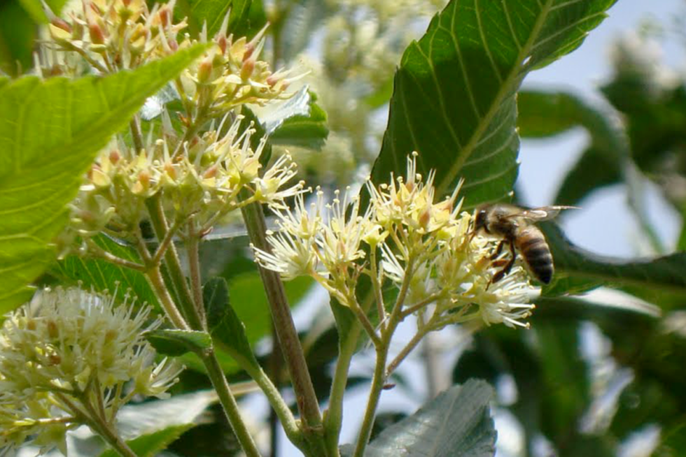 Tiaca - Colmenares Klaassen