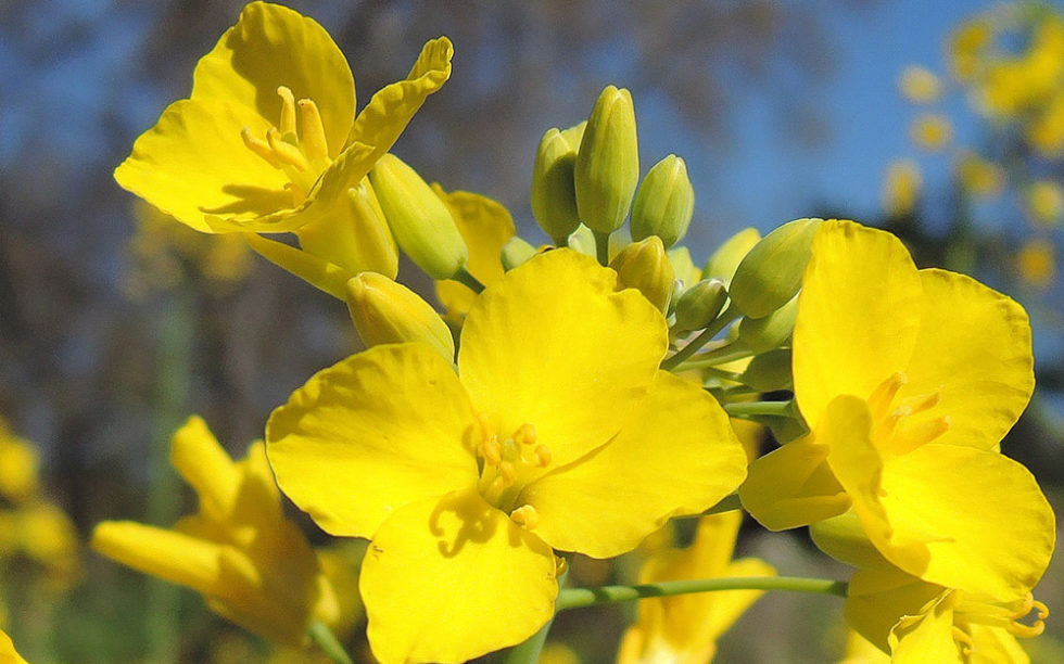 Raps - Colmenares Klaassen